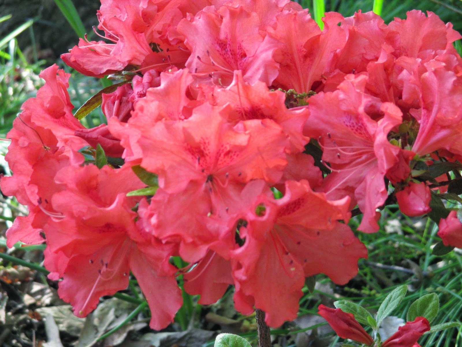 Confidence is Key: Azaleas at the National Arboretum