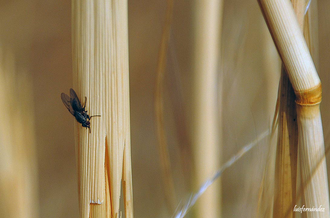 OCIO y CULTURA : Insectos y su hábitat. I