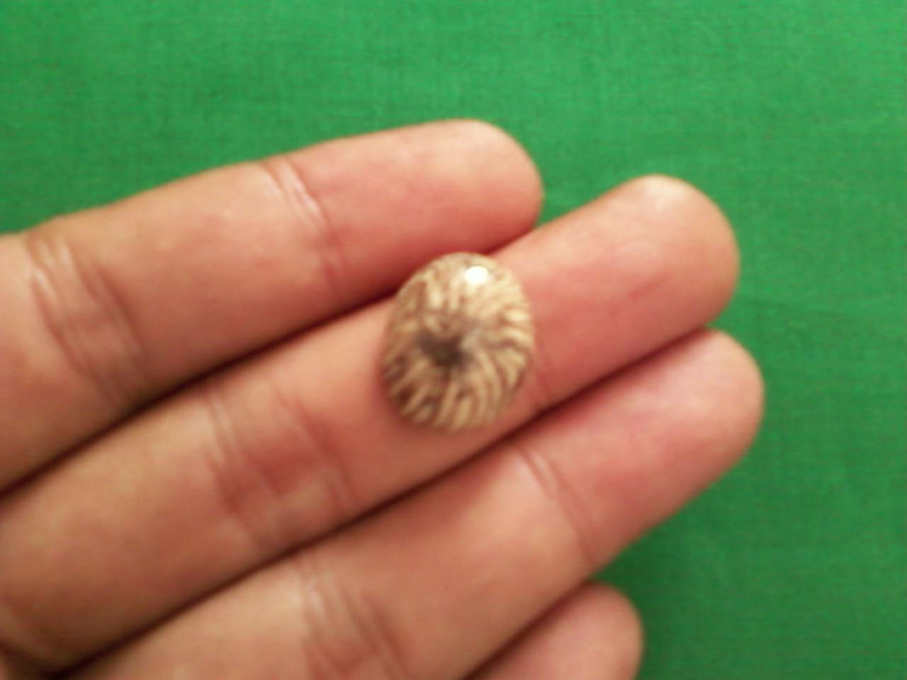 Majelis Sulthon Auliya: Batu Laba Laba