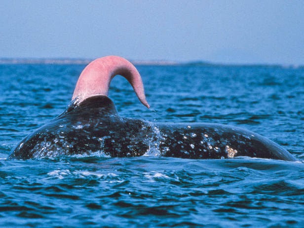 Centro Veterinario MaciDog: CURIOSIDADES