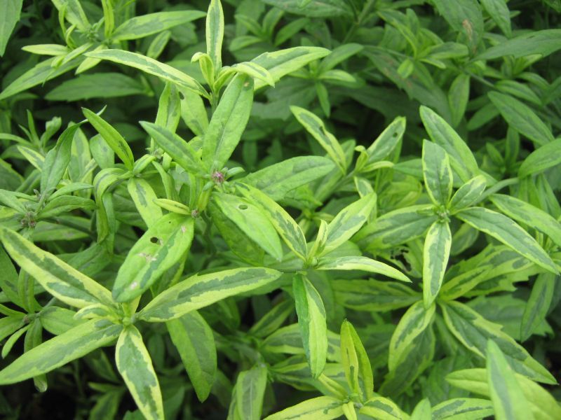 Future Plants by Randy Stewart: Kalimeris - Japanese Aster