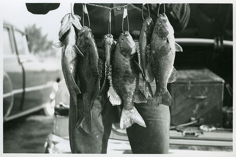 Catch of the Day: 20 Found Photographs of People Catching Fish From ...