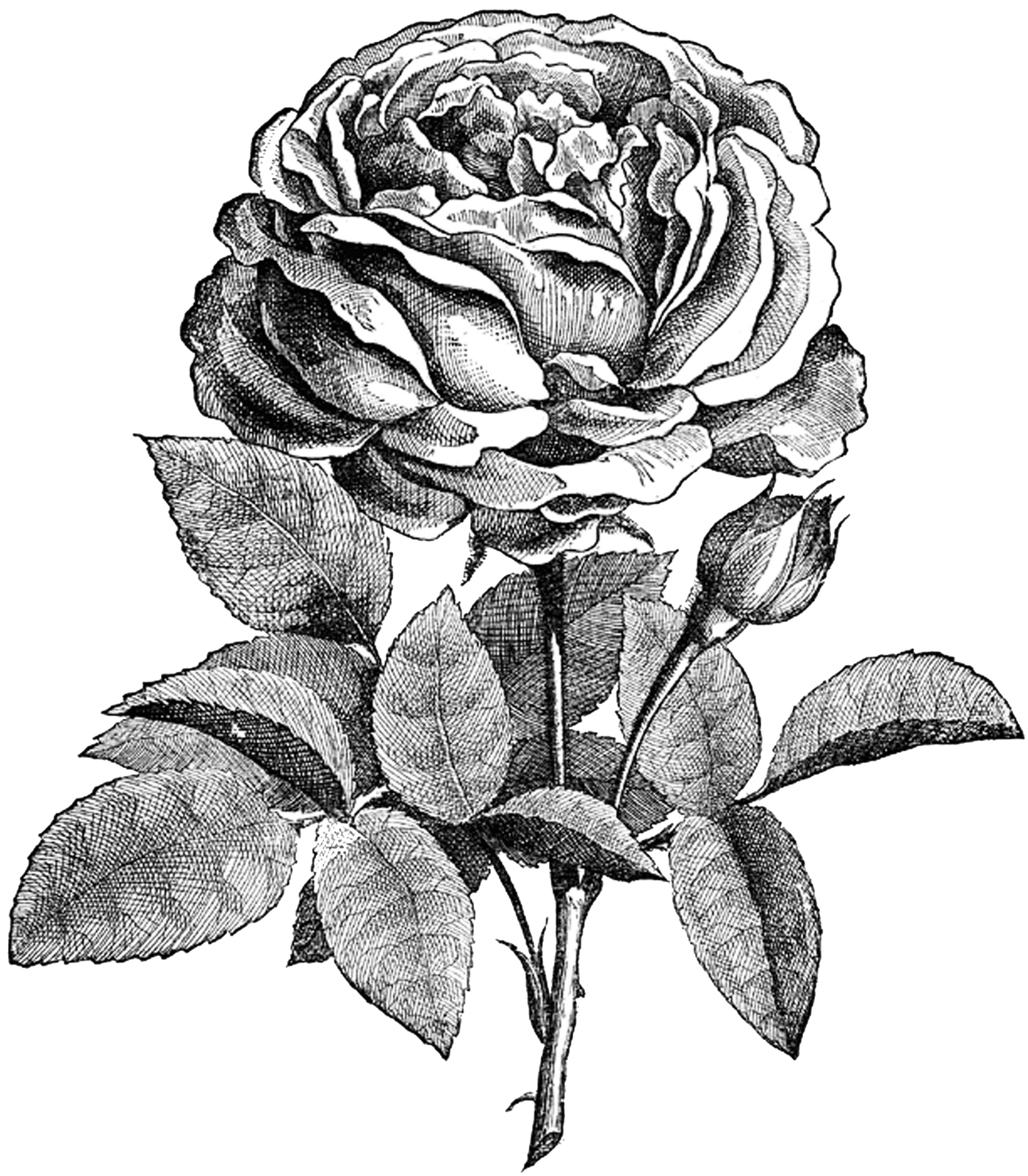 **FREE ViNTaGE DiGiTaL STaMPS**: Free Digital Stamp - Another Rose Blossom