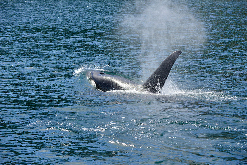 Campbell River Whale Watching and Adventure Tours: WHAT WONDERFUL PHOTO ...