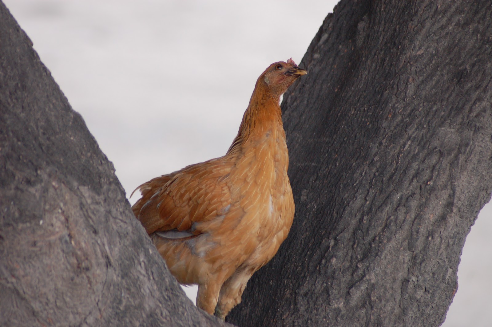 Mandy's Timor-Leste: Animals of Dili