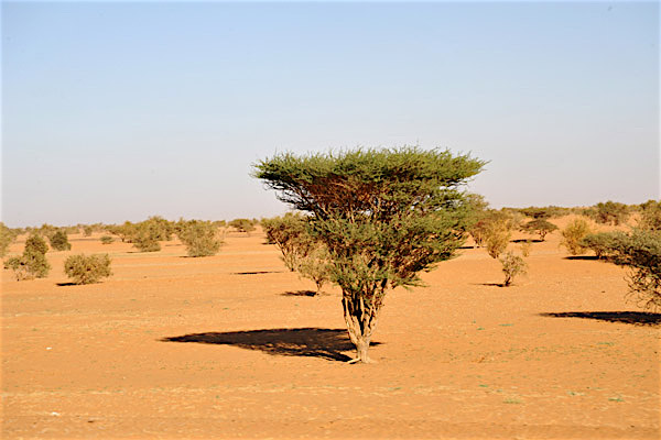 Der Alte Fritz Journal: Making Acacia Trees for the Sudan