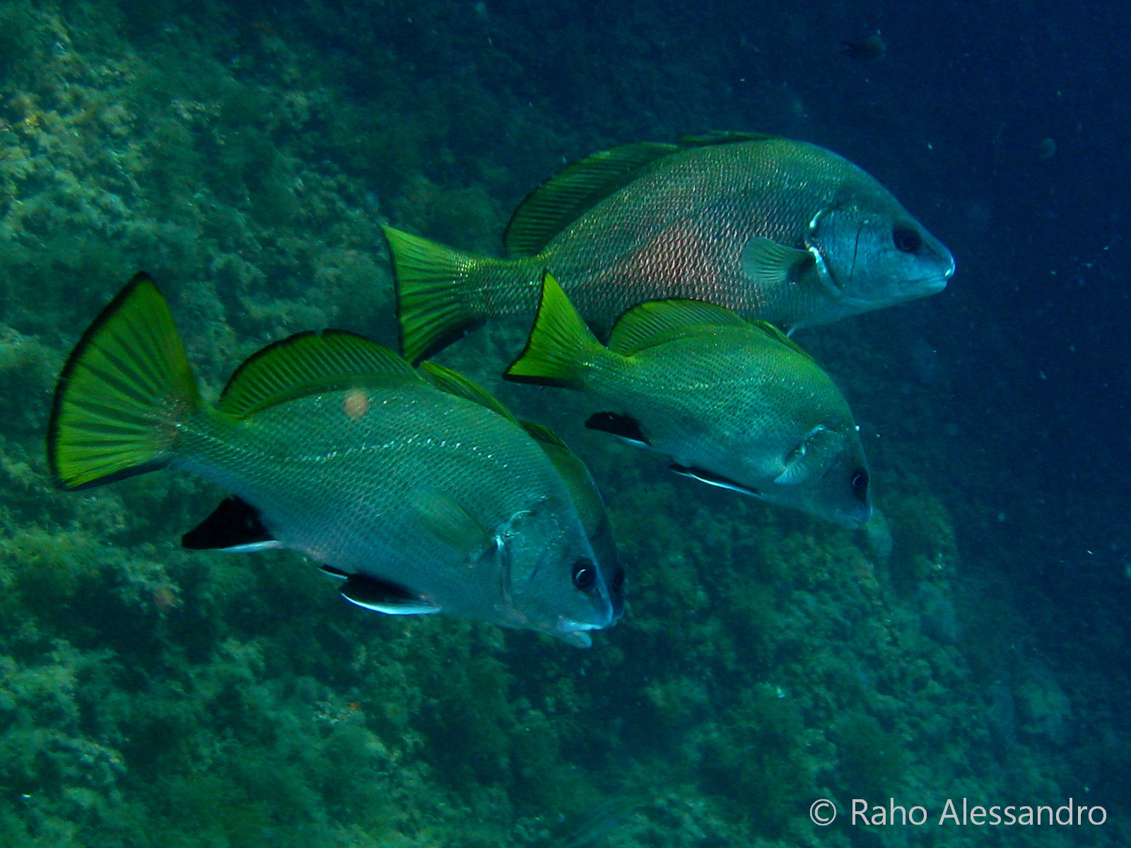 Necton e Plancton: Pesci: Corvina