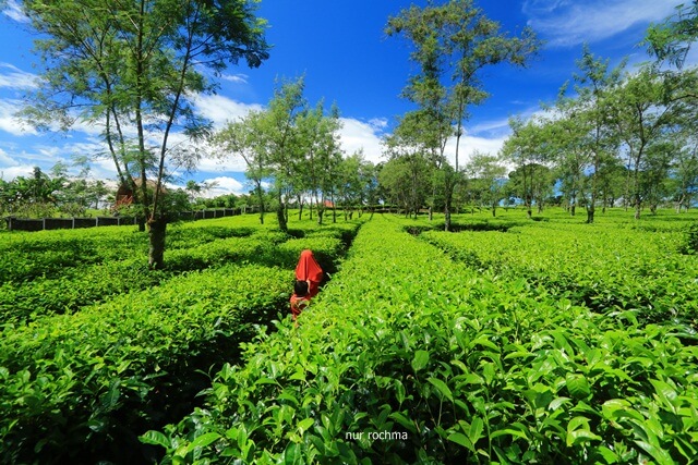 Agrowisata Kebun Teh Wonosari