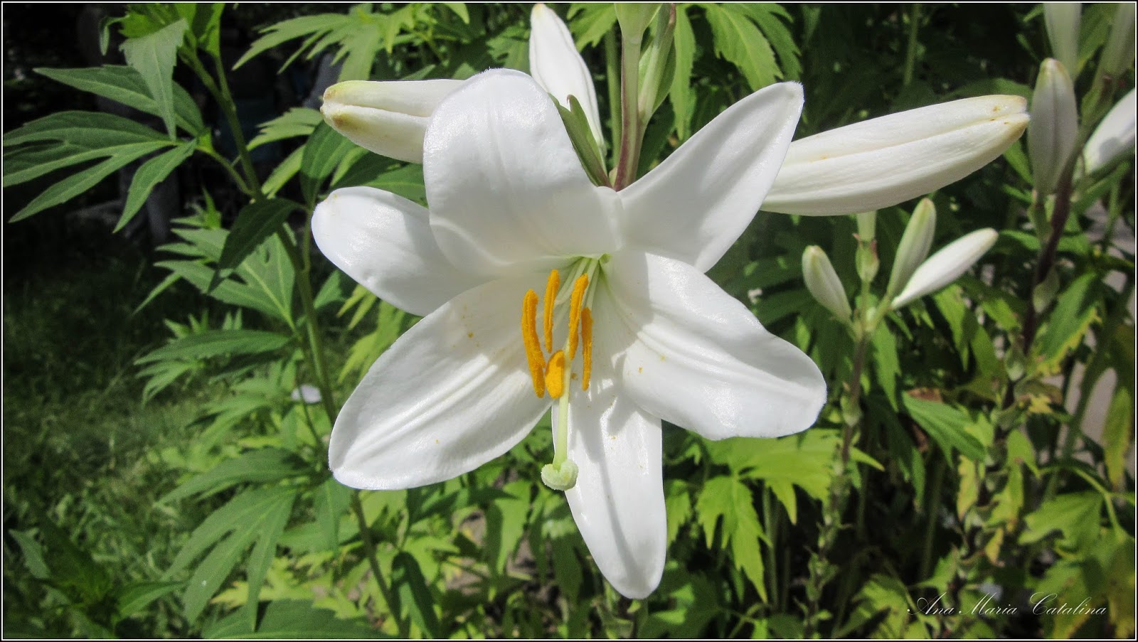 Lumea văzută din Turda: Crini