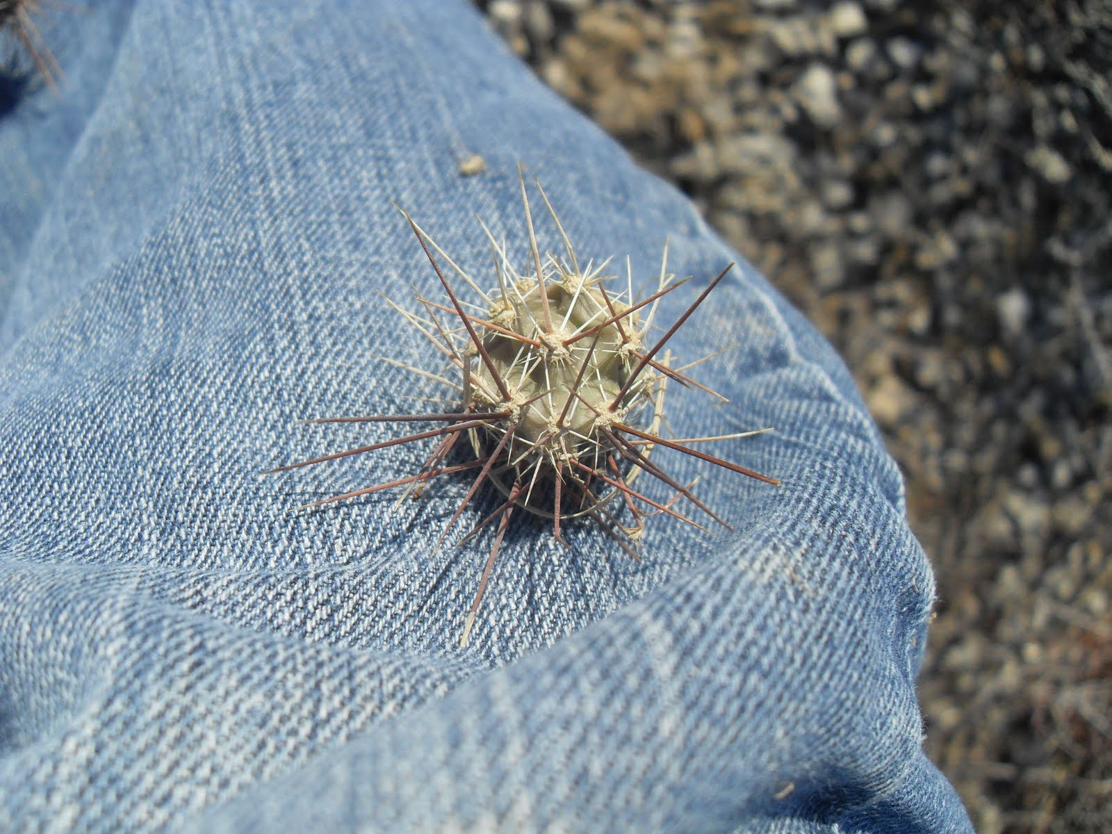 Así es Acuña: Cactus pequeño