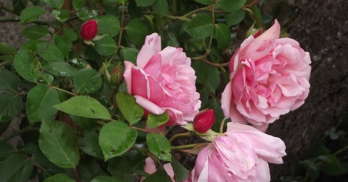 Promesse de roses: Florilège de douceur