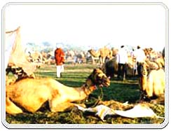 darshanapatel: GUJARAT FAMOUS FAIR