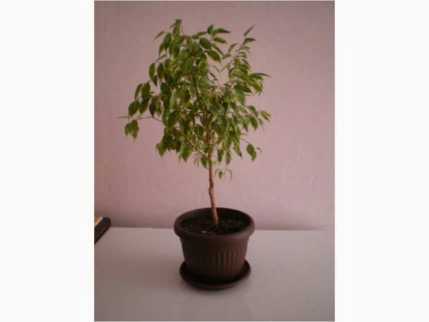 Sobno cvece Bendzamin (Ficus Benjamin) | Dekoracija kuce