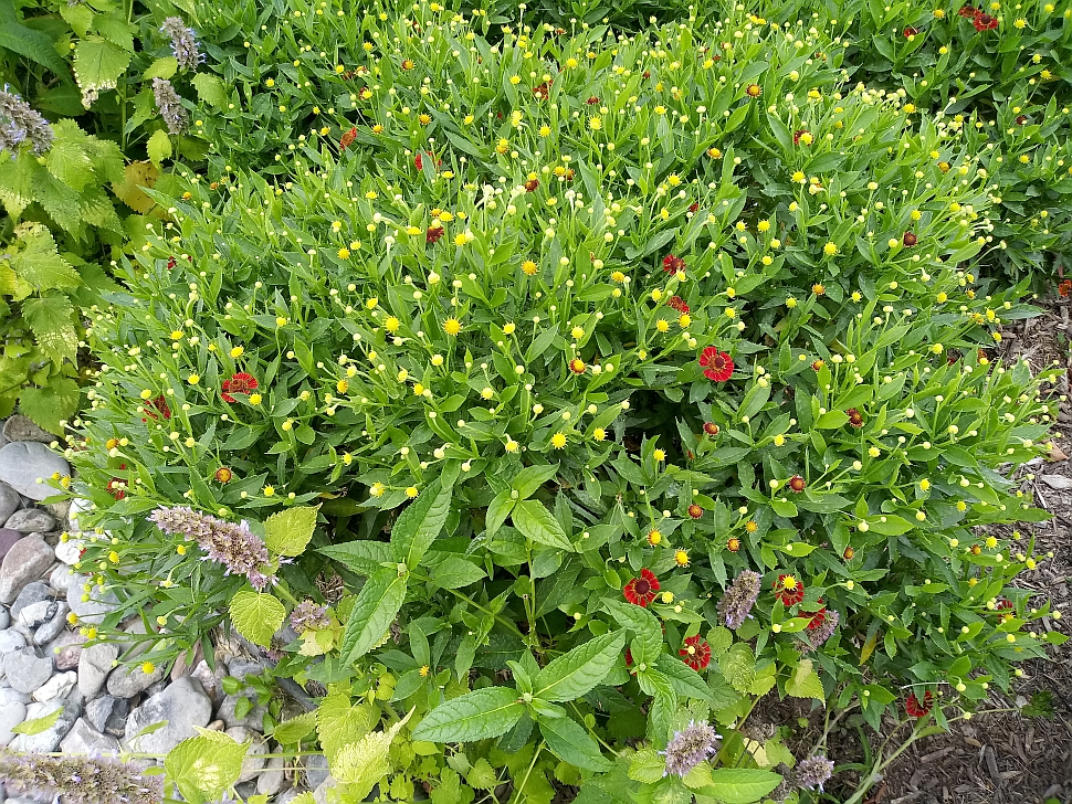 Future Plants by Randy Stewart: Helenium