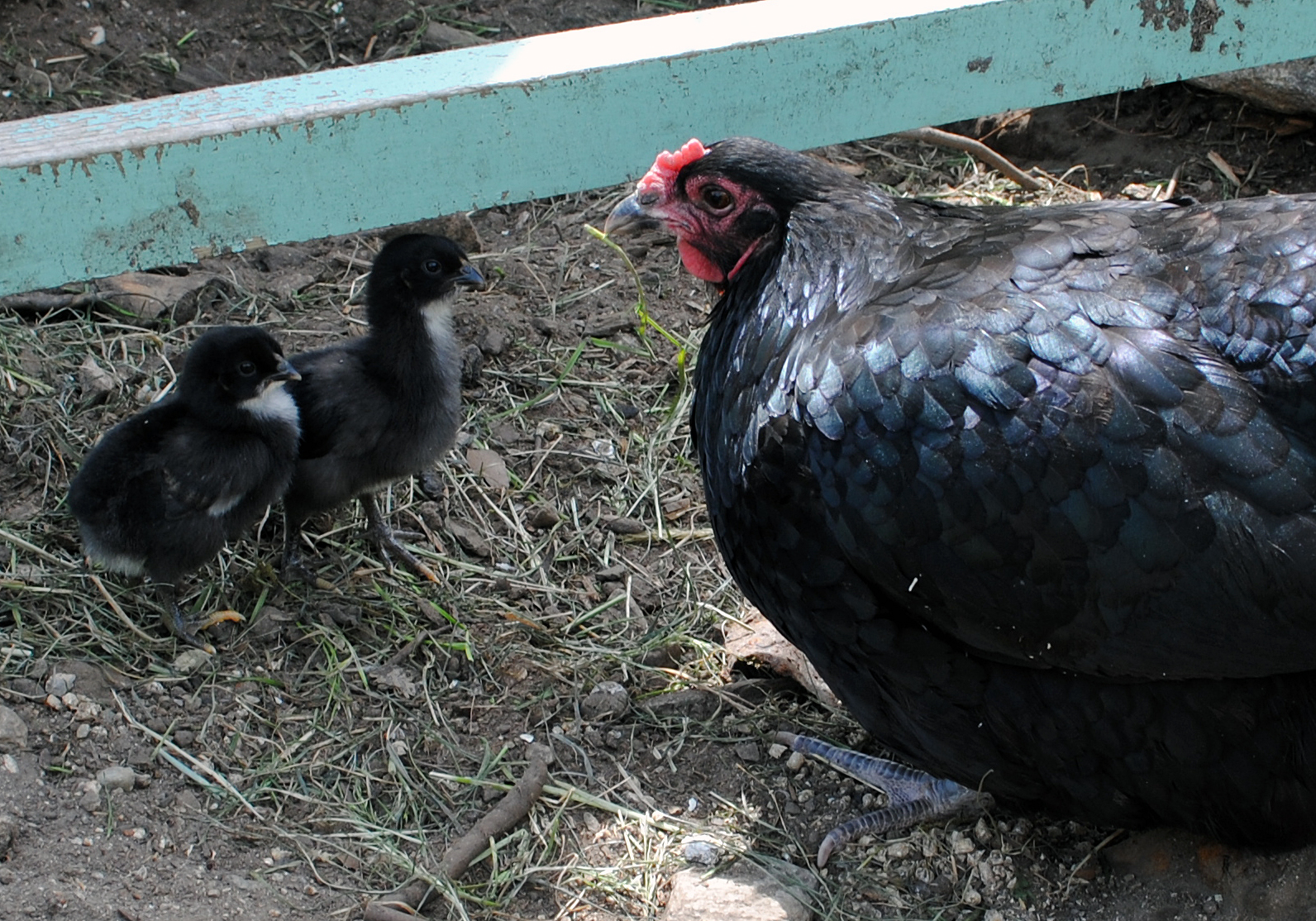 Blåbærhagen: Høns i hagen: ruging og klekking av kyllinger