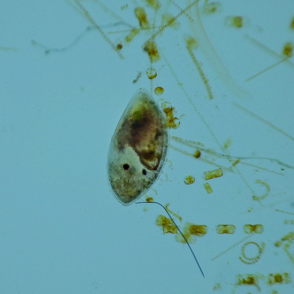 Buzz's Marine Life of Puget Sound: LATE SUMMER PLANKTON