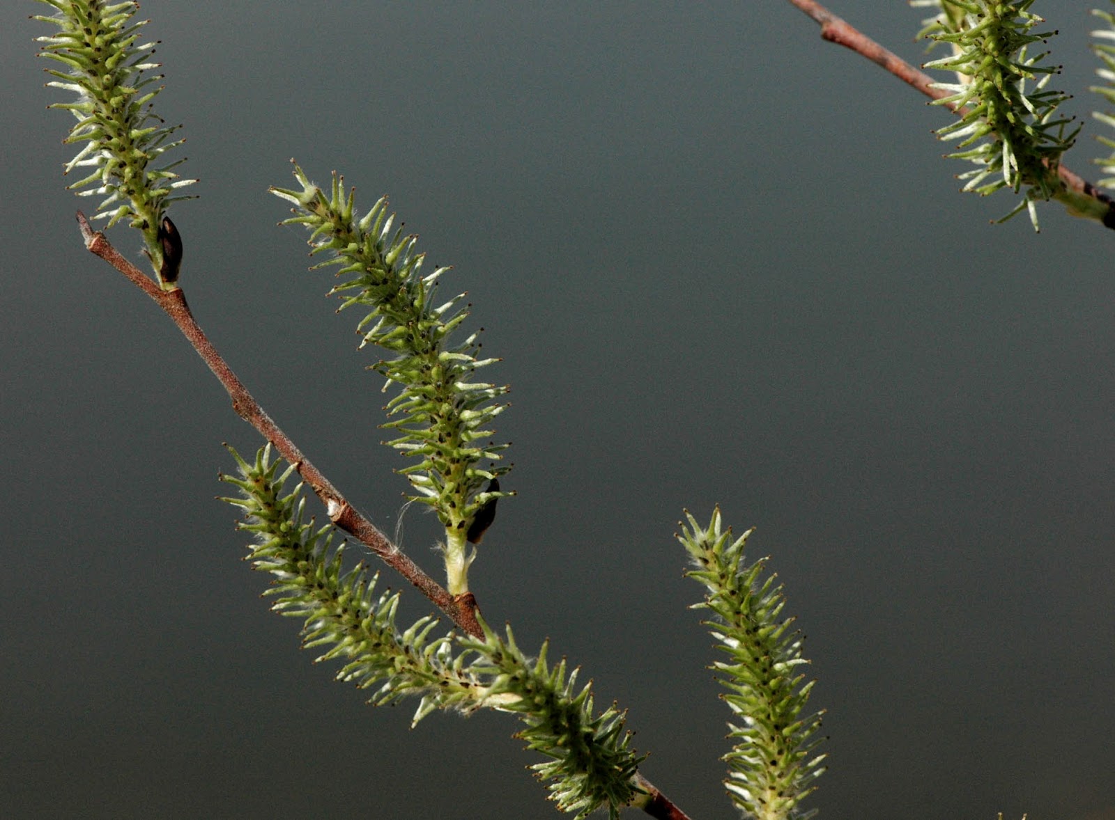 Field Biology in Southeastern Ohio: Spring Springs Twice