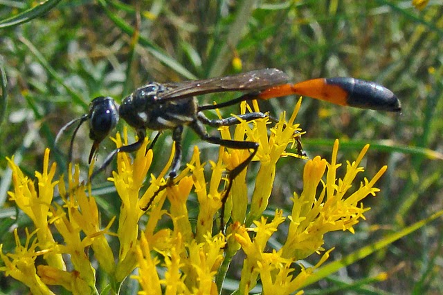 honey bee and wasp: Common Thread Waisted Wasp - (Ammophila procera)