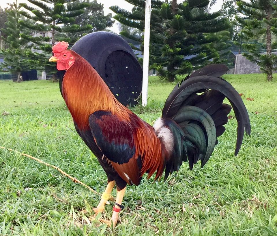 Boston Rounhead Gamefowl - World Of Gamefowl