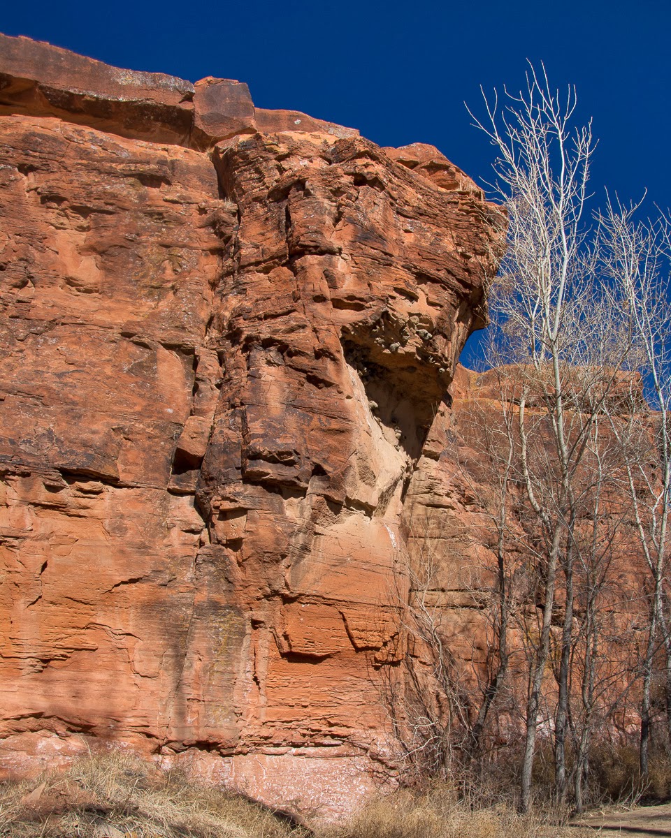 A Tree Falling: Two Buttes Reservoir State Wildlife Area