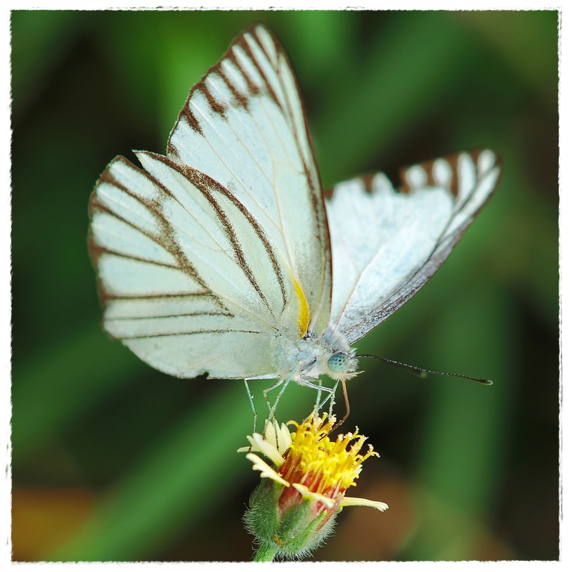 Gambar Kupu-Kupu Cantik | Dunia Binatang