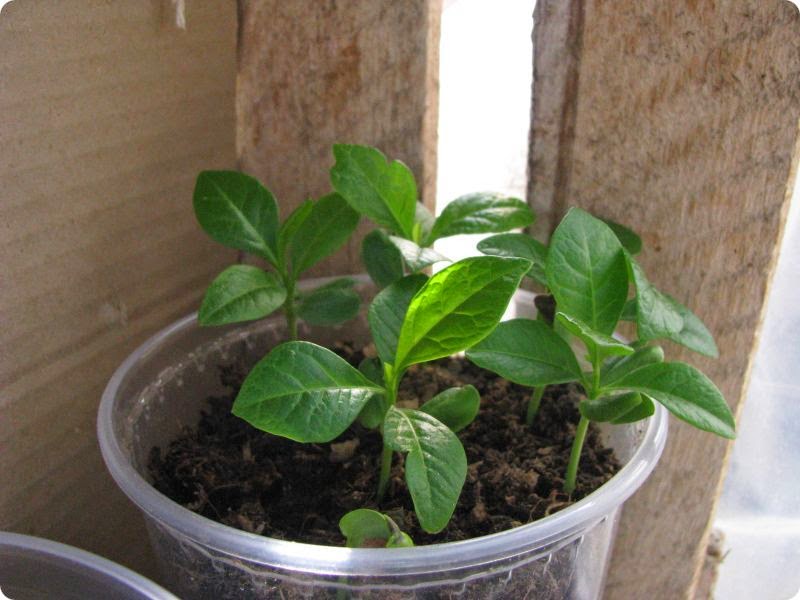 CULTIVODEPLANTASENPERU: ALMACIGO DE TUTUMA