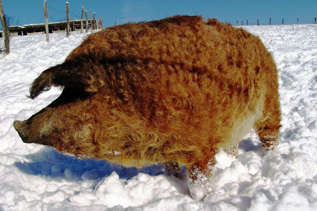 Pix Grove: Hungarian Curly Hair Pig Mangalitsa