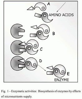 Knowledge Class: Enzymes