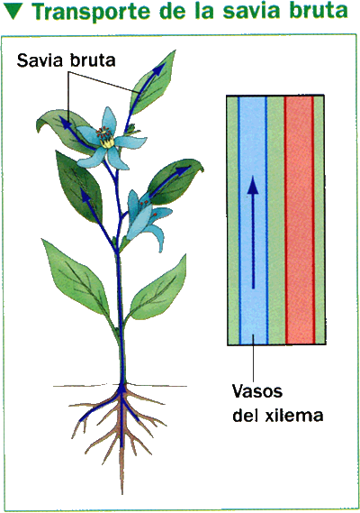 Desde las gavetas de mi escritorio: ¿Cómo sube la savia en los árboles?