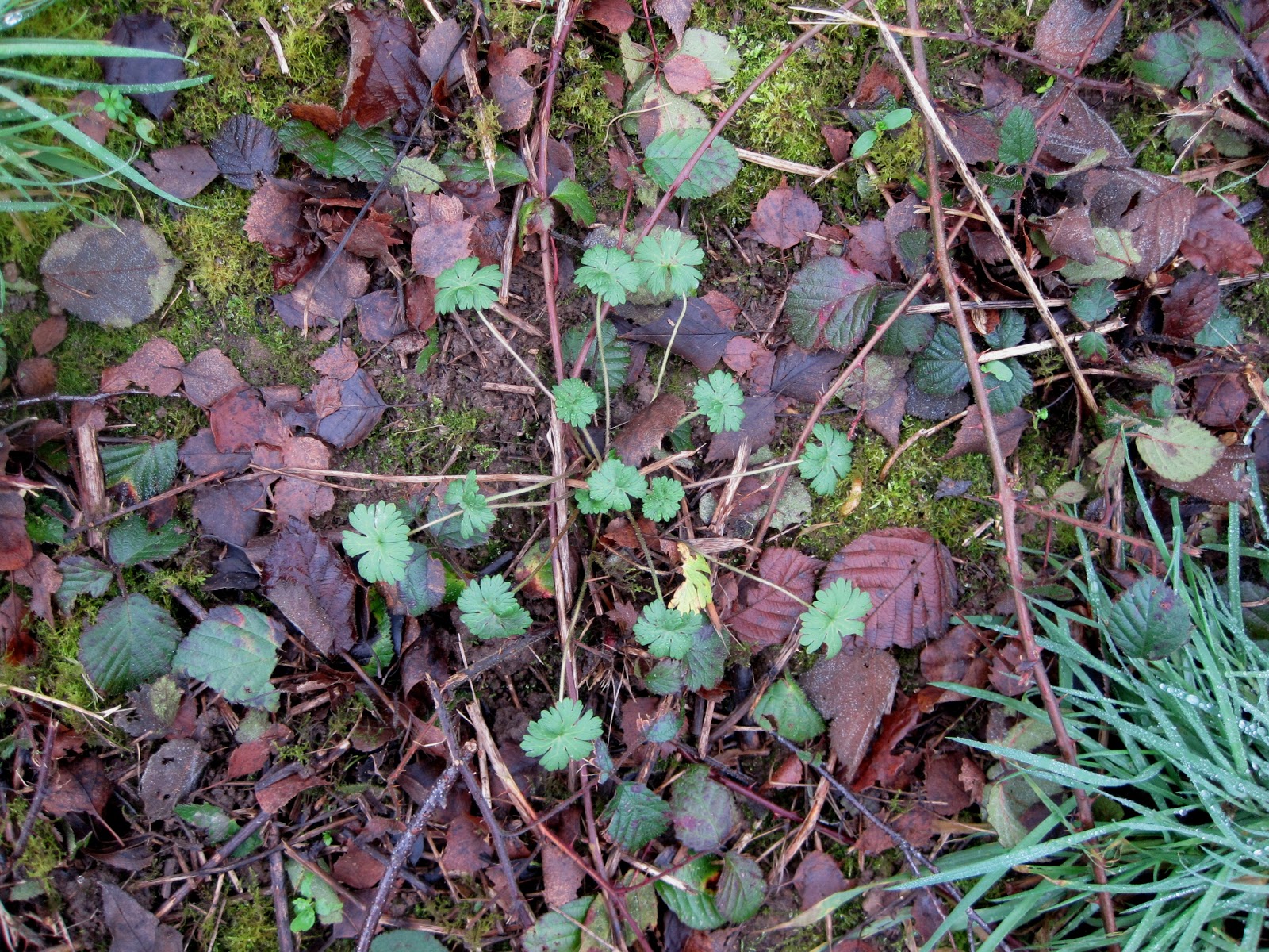 Filnore Woods Blog: Colonisation of bramble patch