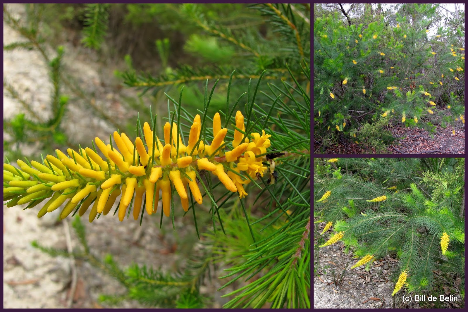 Sydney's Wildflowers and Native Plants: Persoonia pinifolia - Pine-leaf ...
