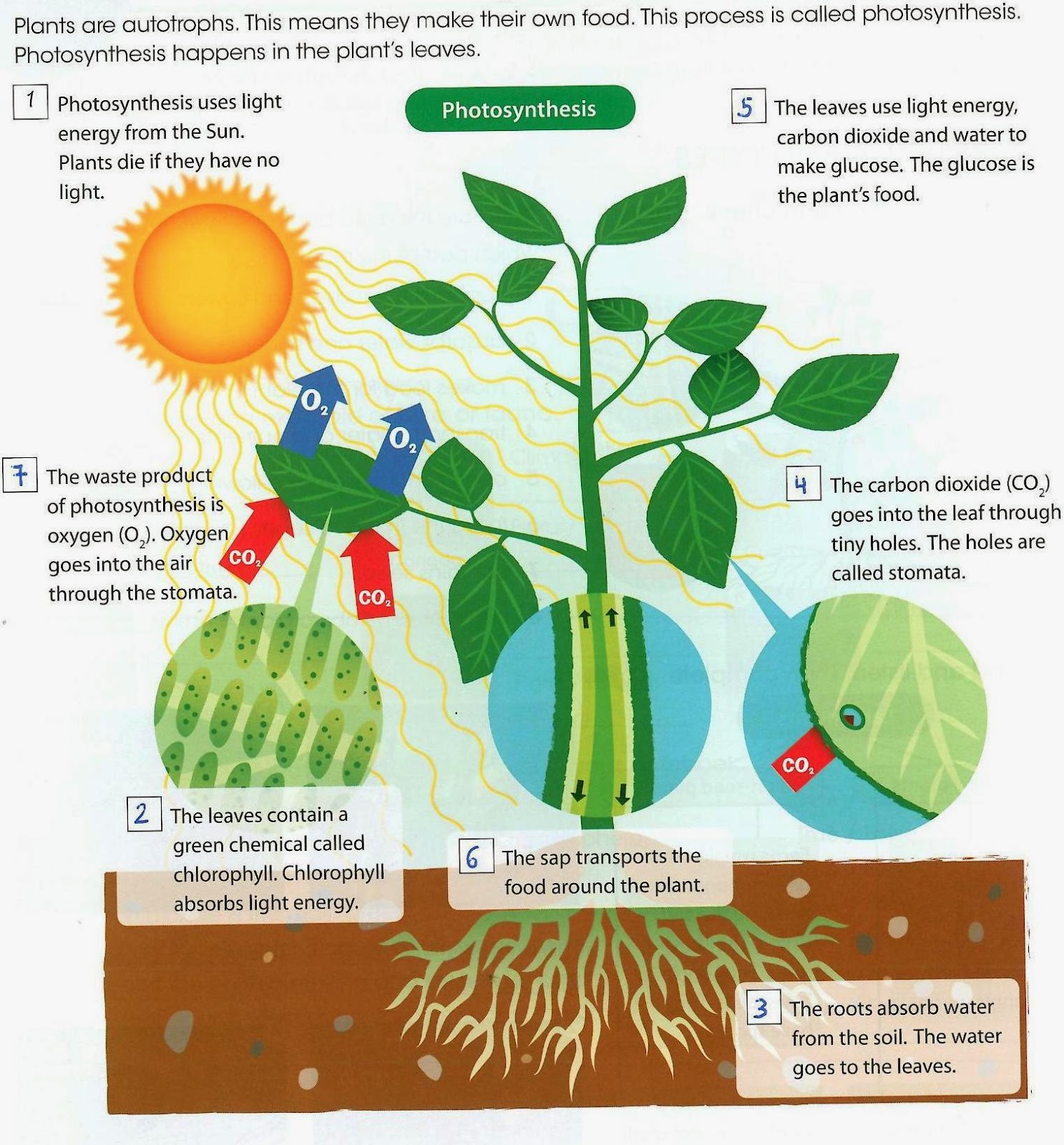 PLANTS ~ English Lab