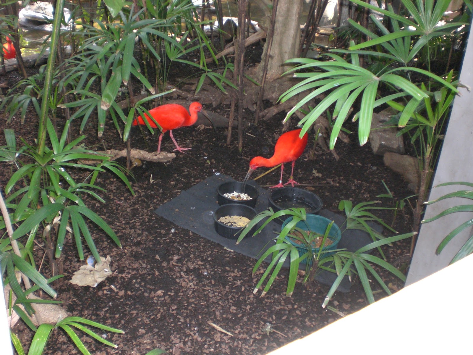 Travel NC With Kids: North Carolina Zoo in Asheboro: This is One Huge ...