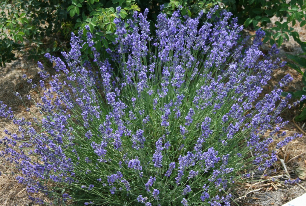 Garden Musings: Lavender Lessons
