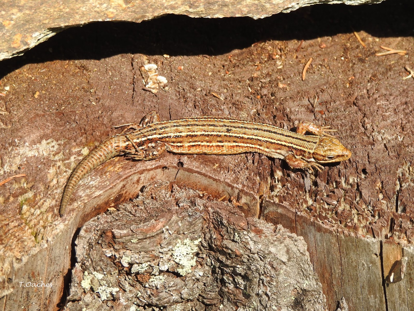 PASARI DIN ROMANIA: REPTILE ( 2 ), Soparle