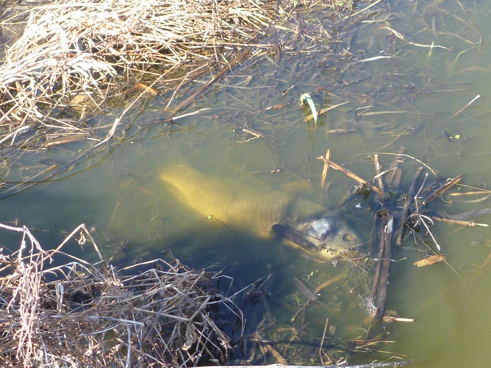 This River is Wild: Carp Exploration
