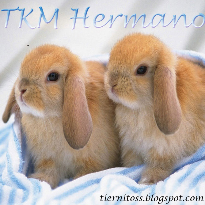 Imagenes de conejitos tiernos en una toalla Para Facebook Gratis ...