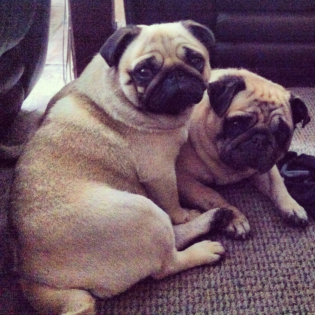 Razas de perros: Razas Pequeñas