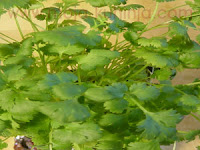 Začinsko bilje: Korijander kao začin