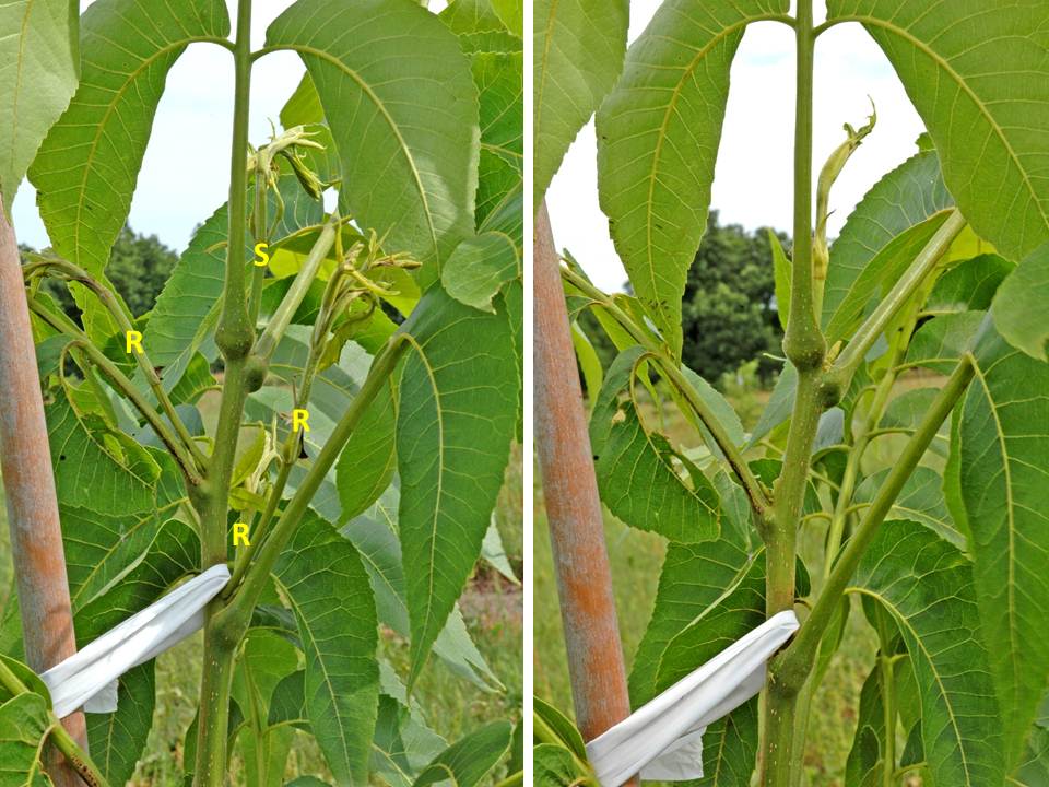 Northern Pecans: June 2012