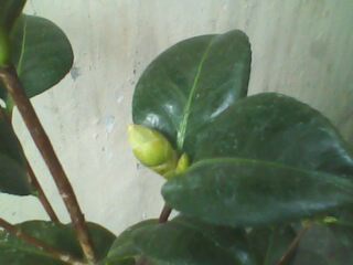 Dijual Bunga Cempoko Mulyo Merah