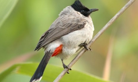 Segala Rupa Cerita: Ini Rahasia Wajah Cantik: Lulur Tahi Burung!