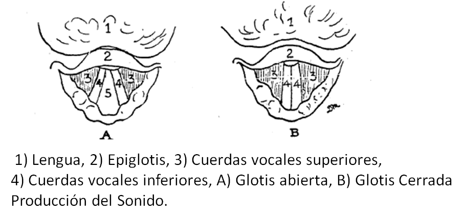 El Aparato de la Fonación La Academia de Música Online