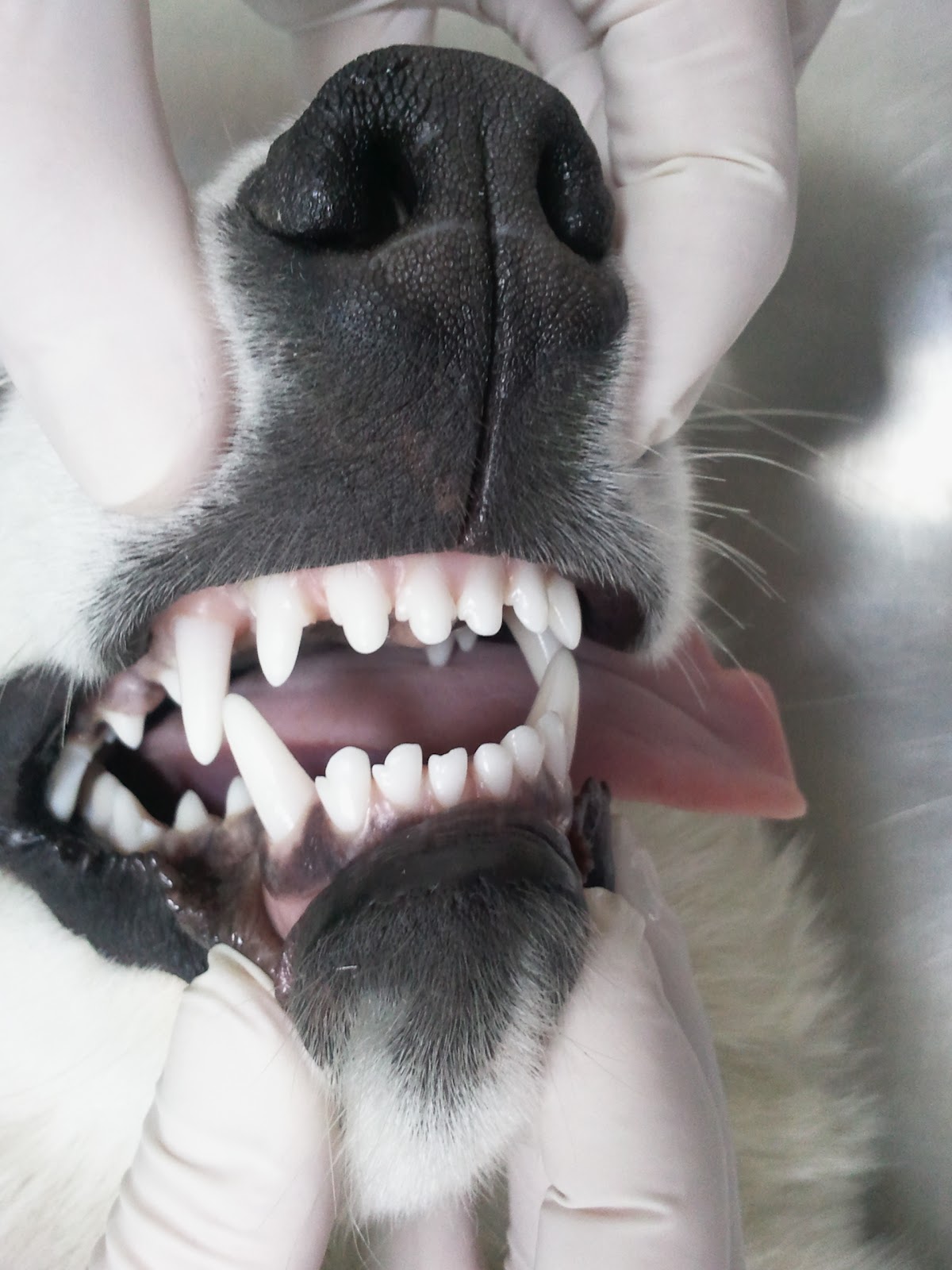 Veterinar: Mlečni zubi kod štenaca i mačića