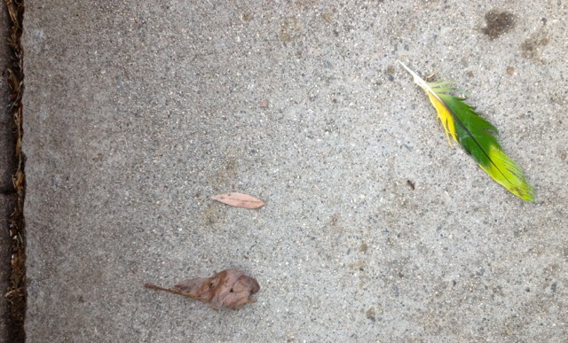 Living Vicuriously, aka Pasadena Daily Photo, has moved.: Parrot Droppings