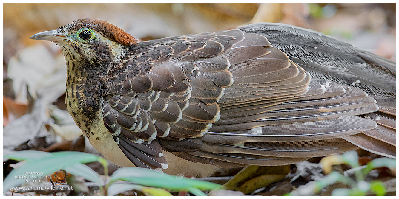 Featured species: Pheasant Cuckoo (Dromococcyx phasianellus)
