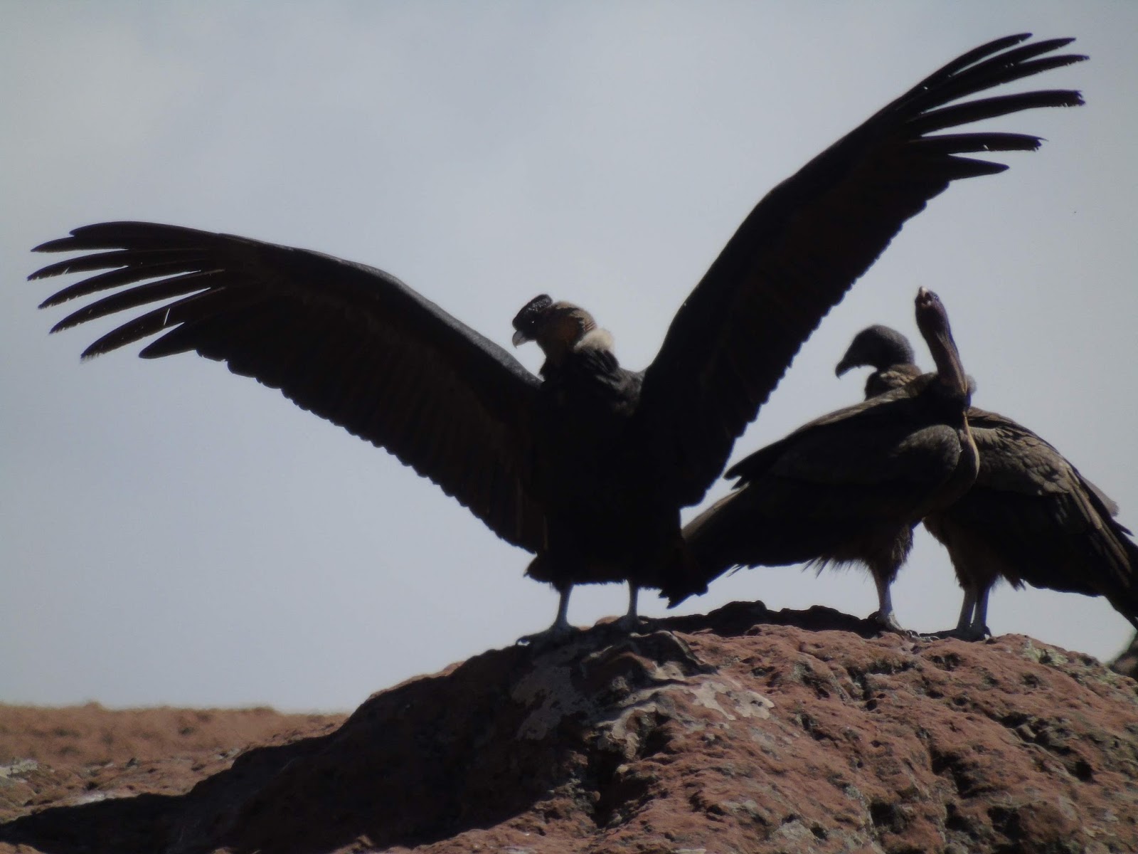 Stuart Marsden's Conservation Research Group: Photographs capture ...