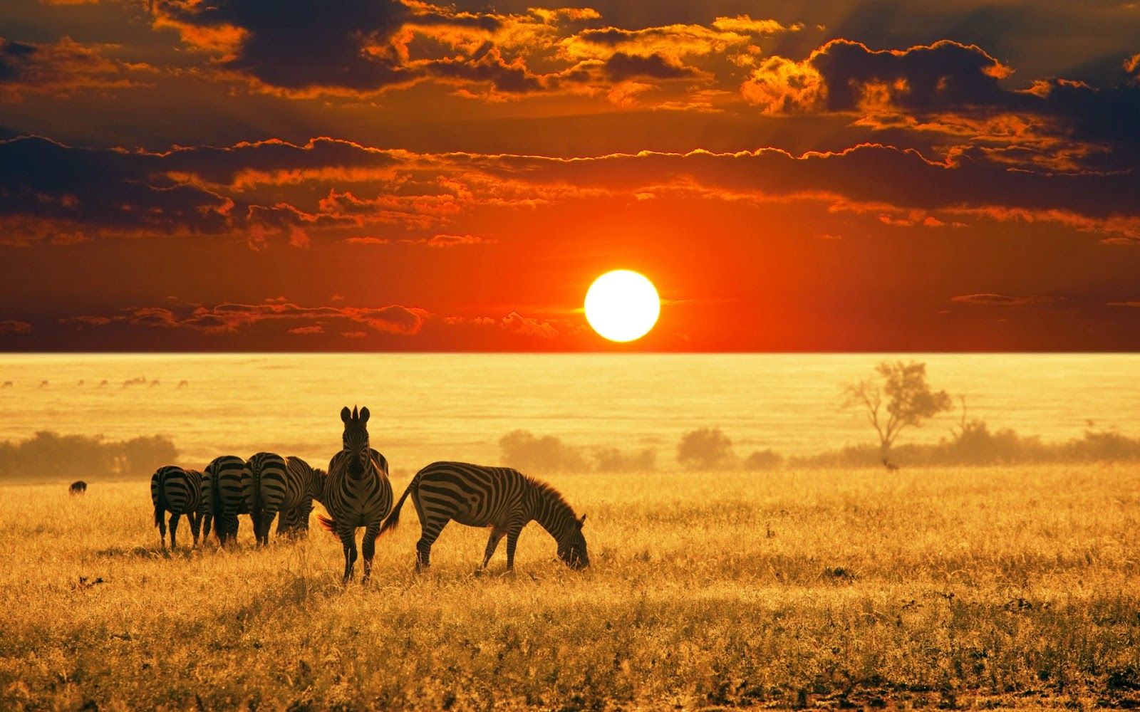 Expedition Paradise: African Savannah