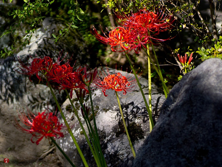 FROM THE GARDEN OF ZEN: Higan-bana (Lycoris radiata) flowers in Kaizo-ji
