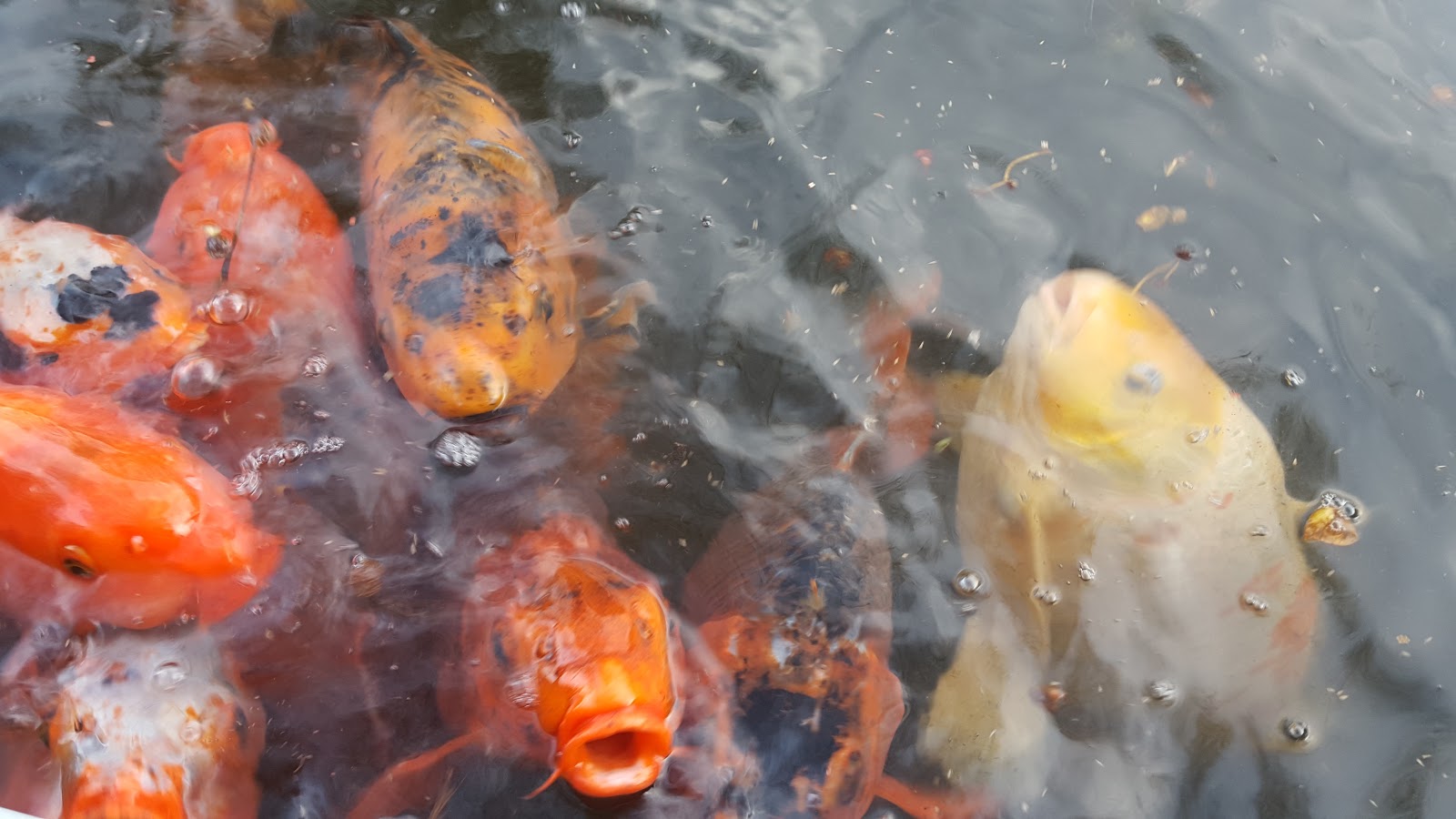 (Almost) Wordless Wednesday - hungry fish & a turtle... |Keeping it Real